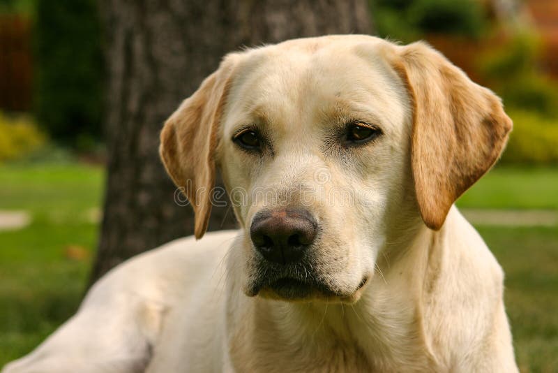Detail of Labrador Dog in the Spring Garden Stock Image - Image of ...