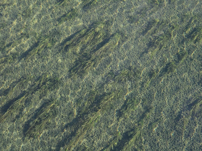 Detail of Lake Zurich, Rapperswil Stock Image - Image of detail ...
