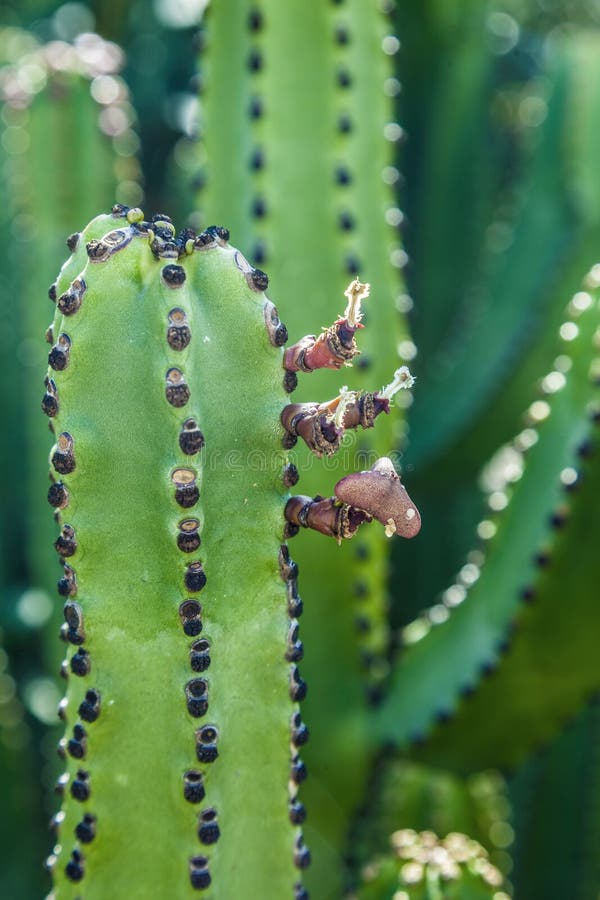 Detail of large cactus stock photo. Image of botany, food - 57116646