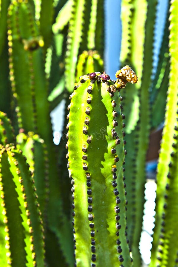 Detail of large cactus stock image. Image of growing - 17855173