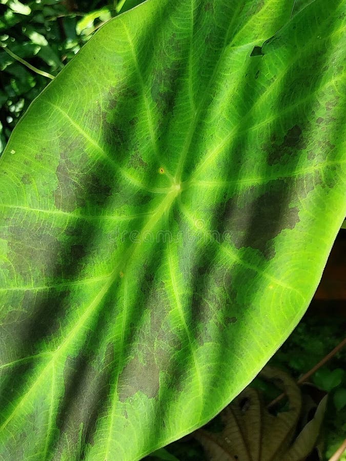 Detail of Large Exotic Green Jungle Leaves Stock Image - Image of large ...