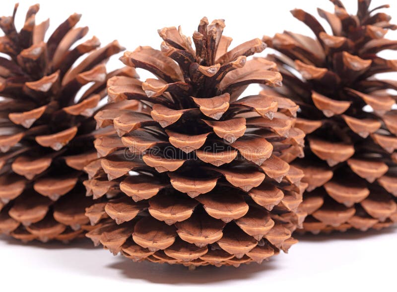 Detail of a Large Pine Cone Stock Photo - Image of detail, close: 279120770