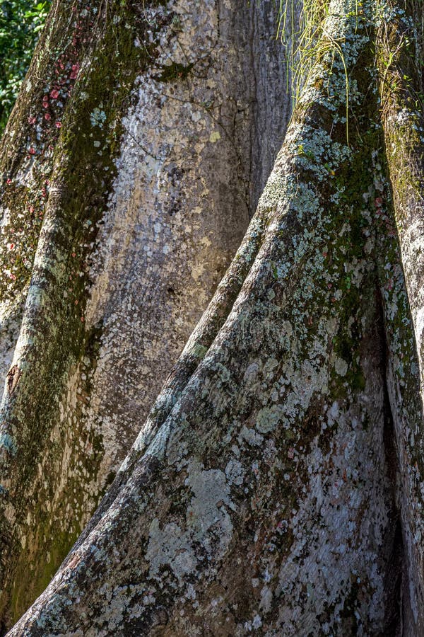 Detail of a Large Tree Trunk and Its Roots Stock Image - Image of huge ...