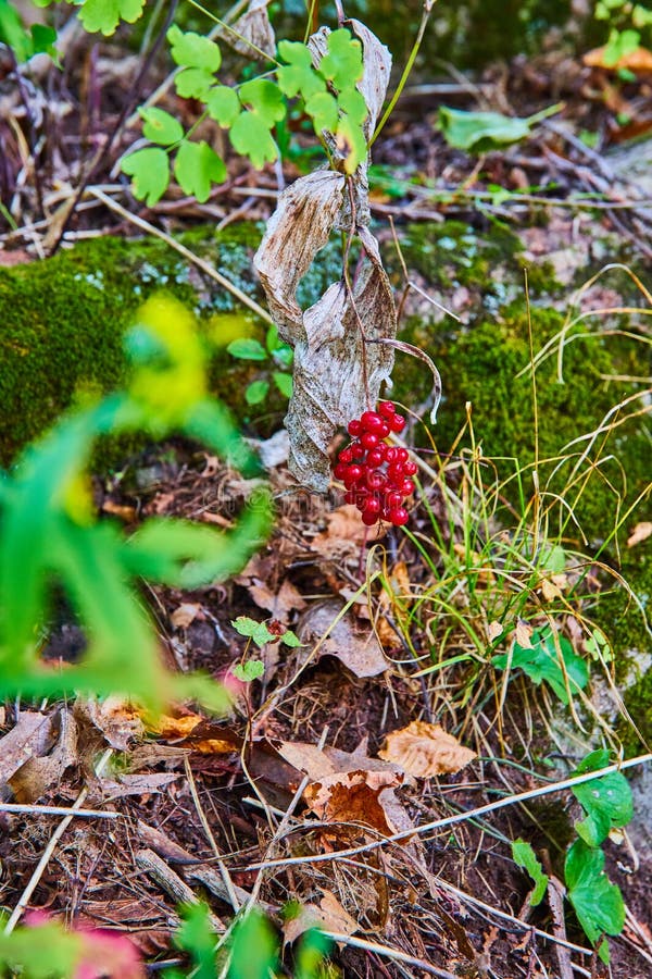 Detail of Late Fall Red Berries on Forest Ground Along Fall Leaves and ...