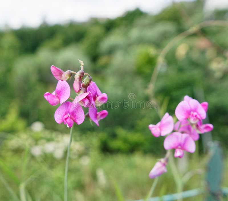 Lathyrus Tuberosus - Wild Flower Stock Photo - Image of flora, flower ...