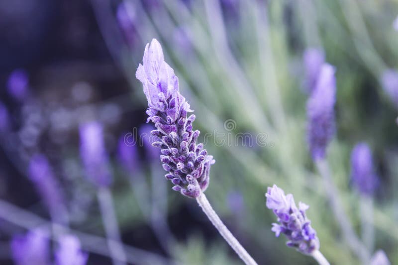 Detail of Lavender Flowers Blooming in Spring Stock Photo - Image of ...
