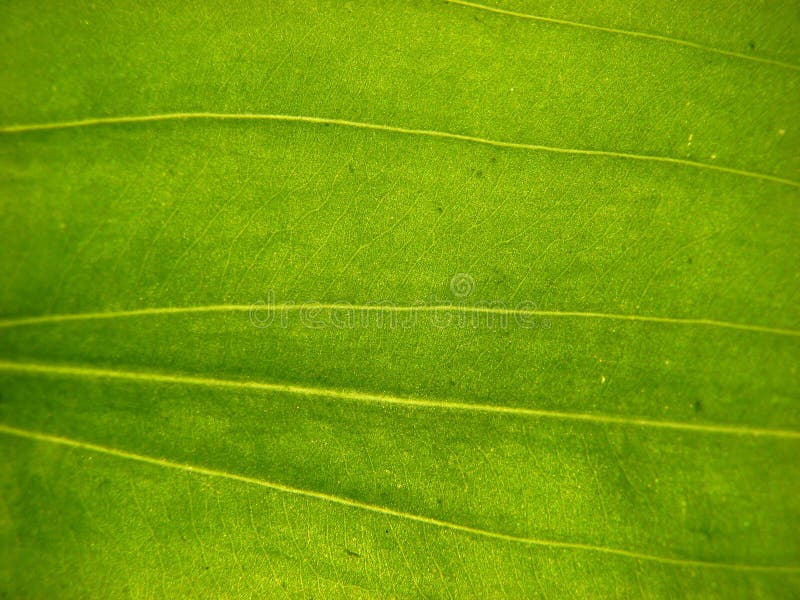 Detail of a leaf stock photo. Image of botanic, pattern - 3567530