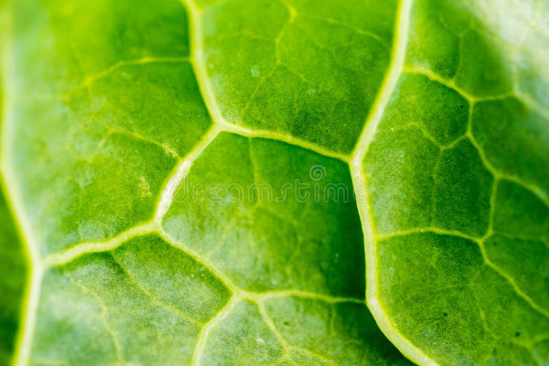 Detail of leaf of cabbage stock image. Image of growing - 101384195