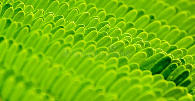 Detail of a leaf pattern stock image. Image of healthy - 168079715
