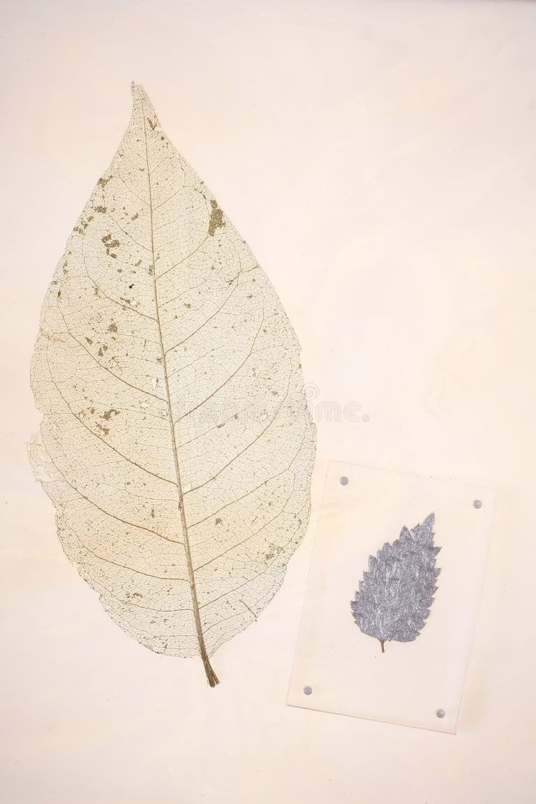 8,381 Leaf Skeleton Stock Photos - Free & Royalty-Free Stock Photos ...