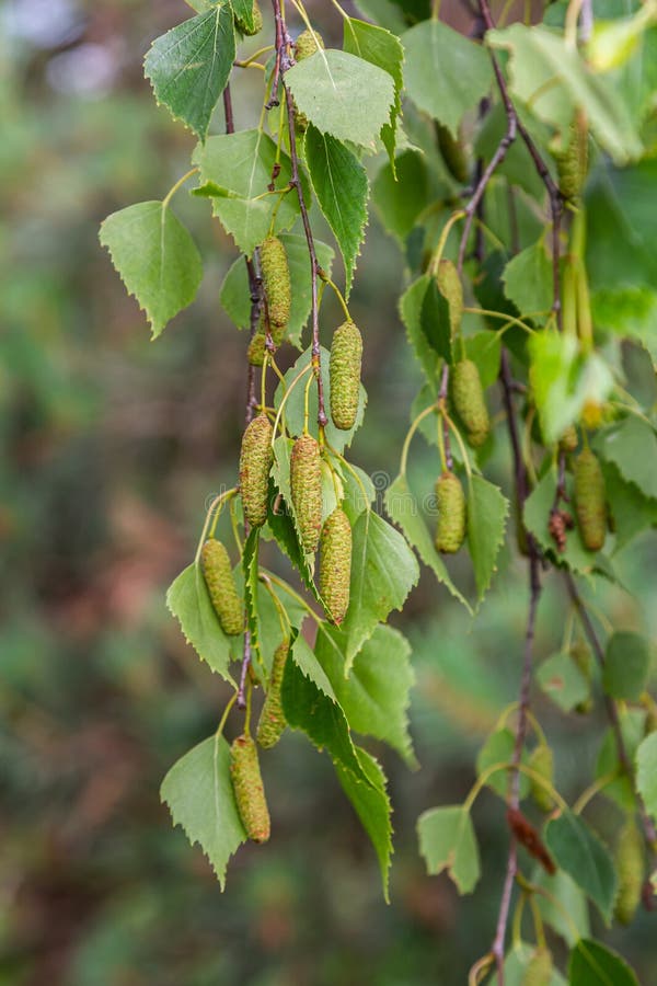 Detail of Leafs and Blossom of Betula Pendula Tree, Silver Birch Stock ...