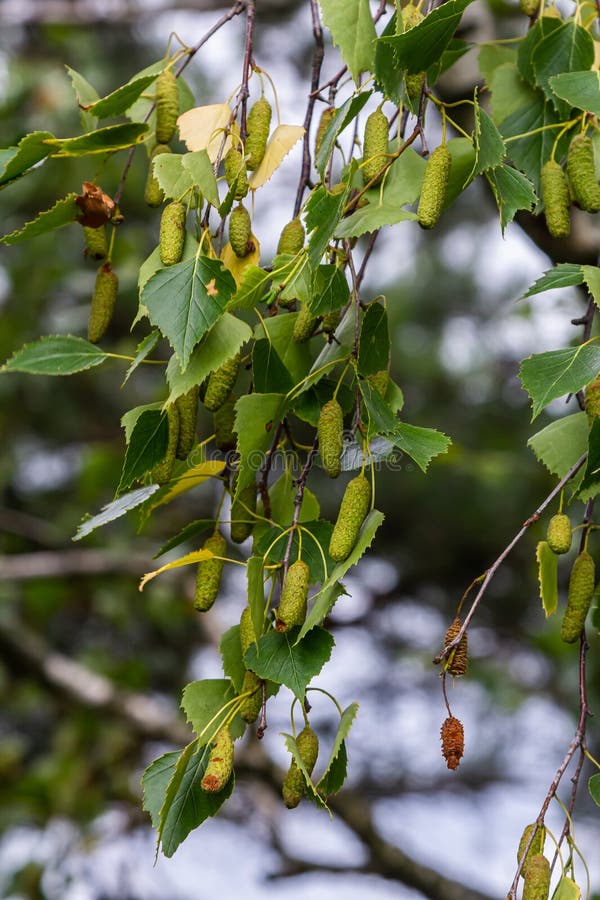Detail of Leafs and Blossom of Betula Pendula Tree, Silver Birch Stock ...