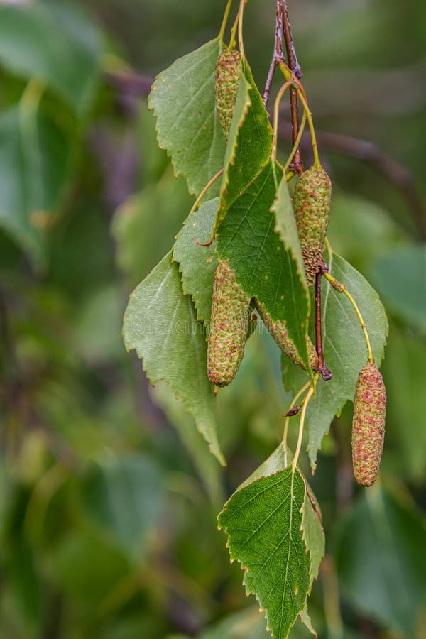 Detail of Leafs and Blossom of Betula Pendula Tree, Silver Birch Stock ...
