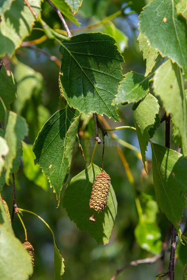 Detail of Leafs and Blossom of Betula Pendula Tree, Silver Birch Stock ...