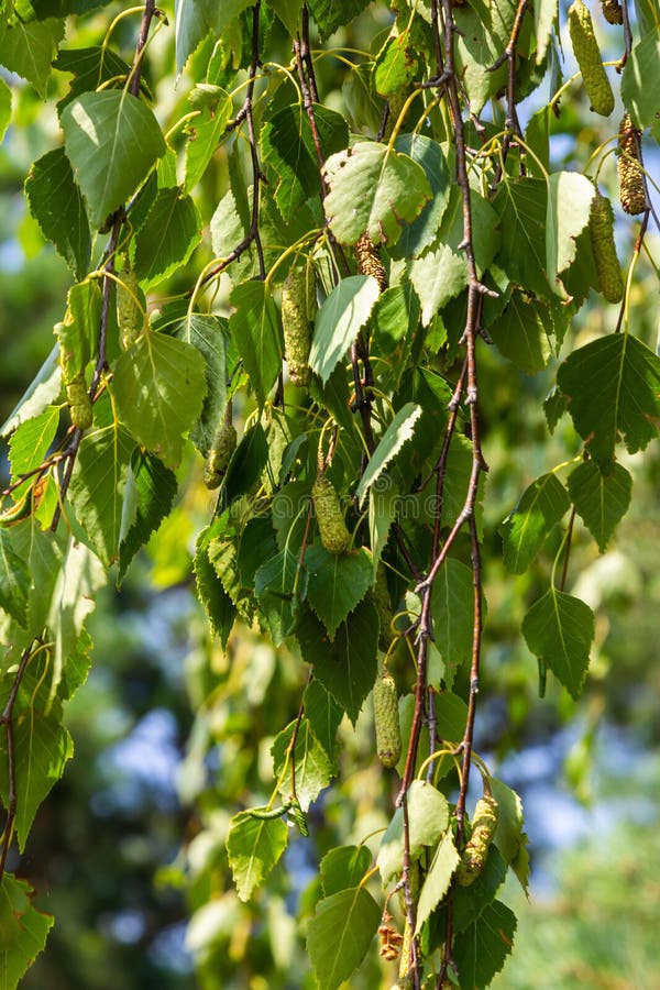 Detail of Leafs and Blossom of Betula Pendula Tree, Silver Birch Stock ...