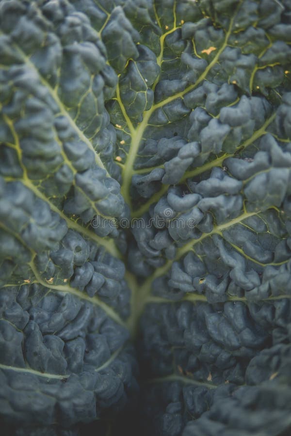 Detail of Leaves of Cabbage Stock Image - Image of natural, plant ...