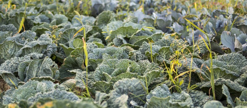 Detail of Leaves of Cabbage Stock Image - Image of nutrition, growth ...