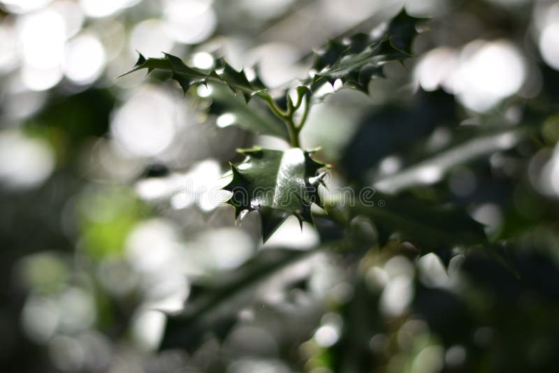 Ilex aquifolium stock photo. Image of fall, nature, winterbeeren ...