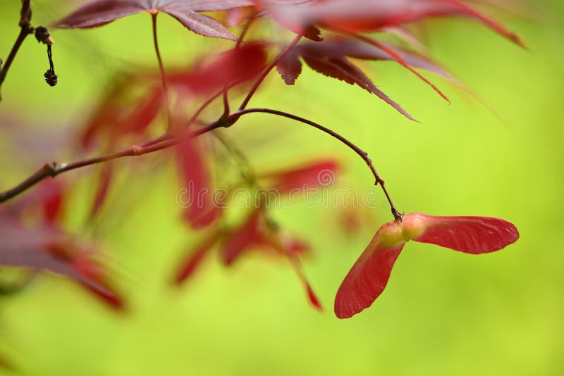 Detail of Leaves and Winged Seeds of Japanese Red Maple Stock Photo ...