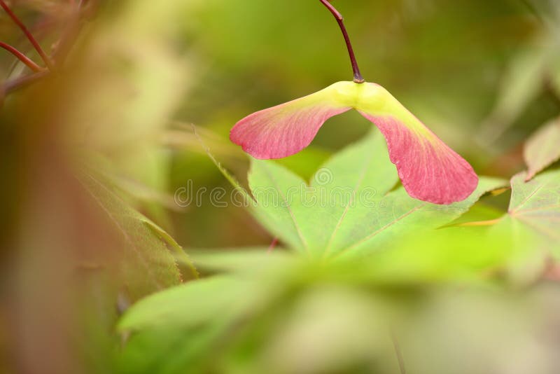Detail of Leaves and Winged Seeds of Japanese Red Maple Stock Image ...