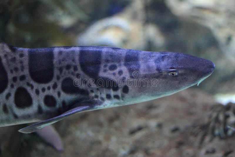 Shark egg stock photo. Image of deep, fish, cold, tourism - 6615864