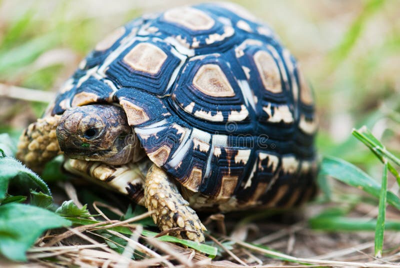 Detail of leopard turtle stock image. Image of tortoise - 25033173