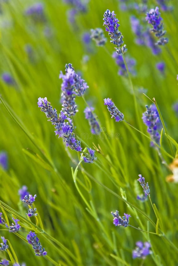 Levander stock image. Image of colourful, flower, plants - 53315631