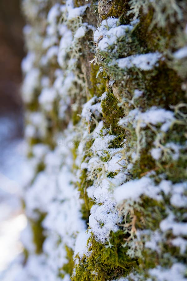 Detail of lichen stock photo. Image of snow, macro, detail - 143751698