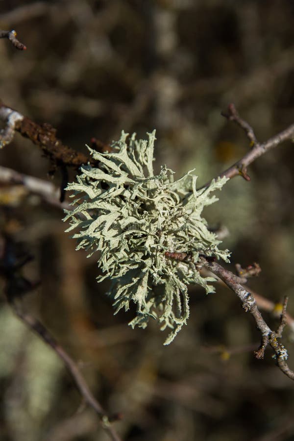 Lichens on Oak stock image. Image of evernia, lobaria - 61722061