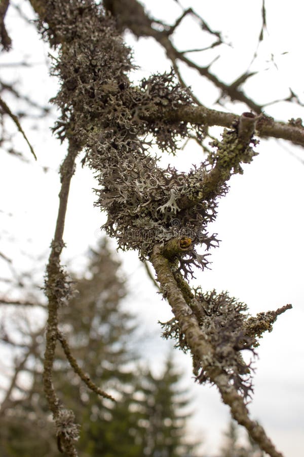 Detail of Lichens on the Tree. Stock Photo - Image of bark, grass: 92326832