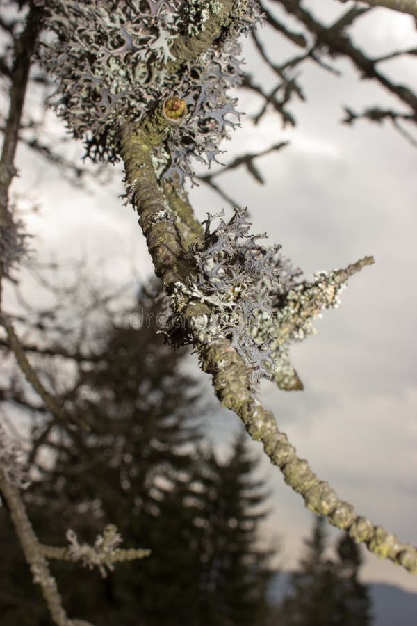 Detail of Lichens on the Tree. Stock Photo - Image of round, brown ...