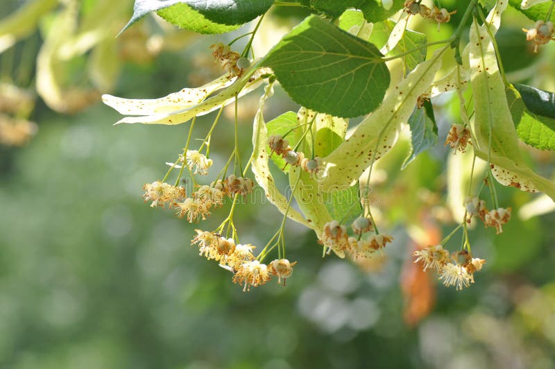Linden flower on the tree stock photo. Image of fresh - 117456338