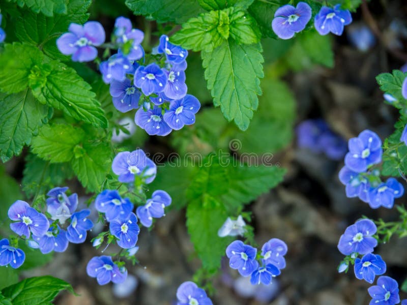 Detail of Little Blue Spring S Flowers Stock Photo - Image of season ...