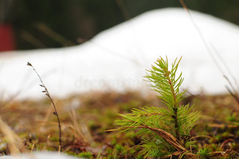 Detail of Little Spruce Branch. Stock Photo - Image of forest, garden ...