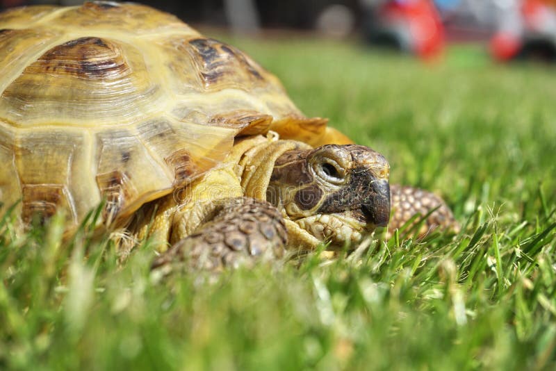 Detail of a Little Tortoise Crawling in the Grass Stock Photo - Image ...