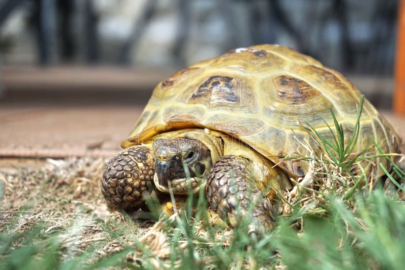 Detail of a Little Tortoise Crawling in the Grass Stock Photo - Image ...