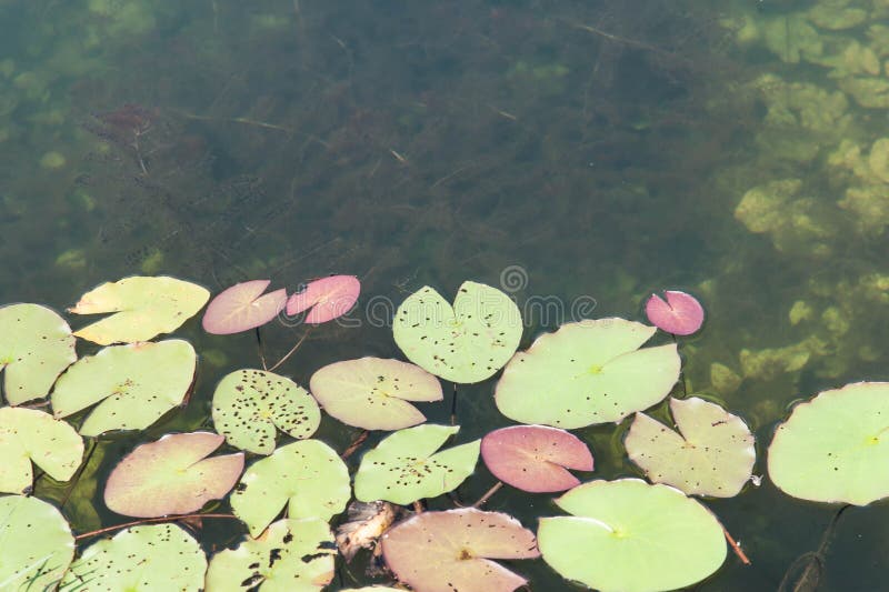 The Detail of Lotus Leaf Over Water Stock Image - Image of flora ...