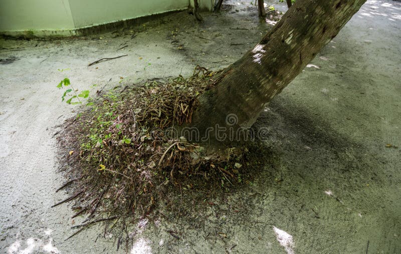Detail of the Lower Part of the Trunk and Root of a Palm Tree. Stock ...