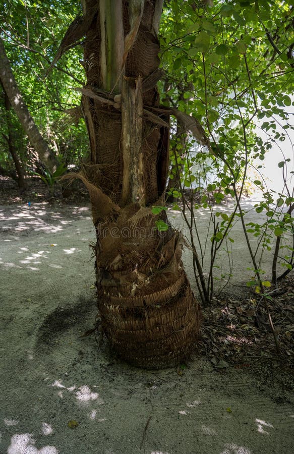 Detail of the Lower Part of the Trunk and Root of a Palm Tree. Stock ...