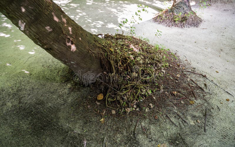 Detail of the Lower Part of the Trunk and Root of a Palm Tree. Stock ...