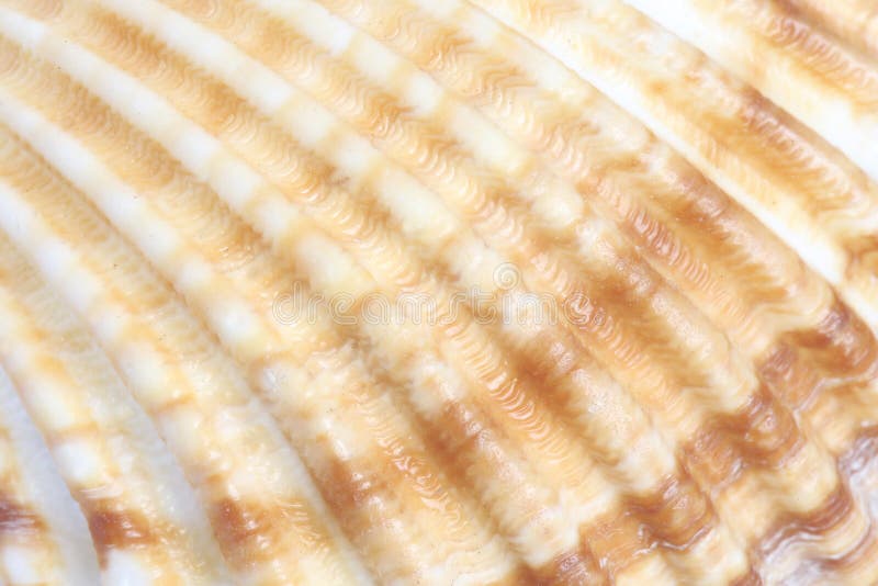 Detail Macro of a Marine Seashell Stock Image - Image of decorative ...