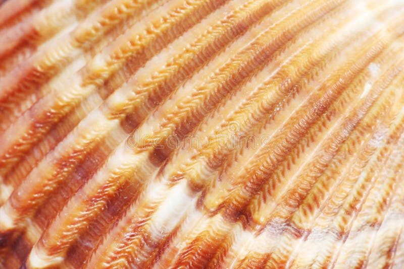 Detail Macro of a Marine Seashell Stock Photo - Image of spiral ...