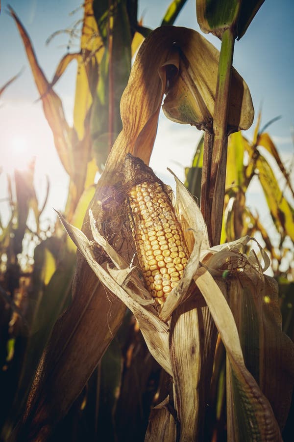 Detail of a Maize Cob Ripening on the Plant Stock Photo - Image of ...