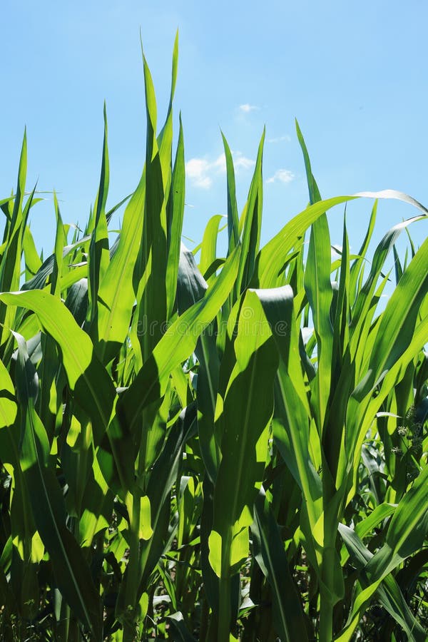 Detail of the Maize Stalk stock photo. Image of corn - 38858852