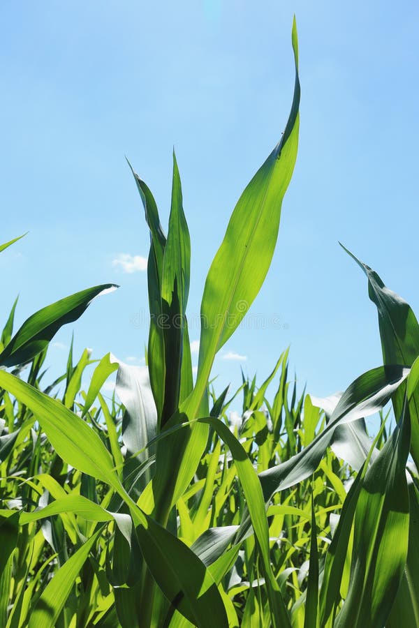 Detail of the Maize Stalk stock photo. Image of corn - 38858852
