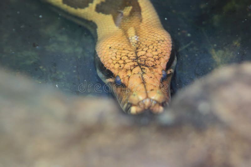 Malaysian blood python stock photo. Image of animal - 113352850