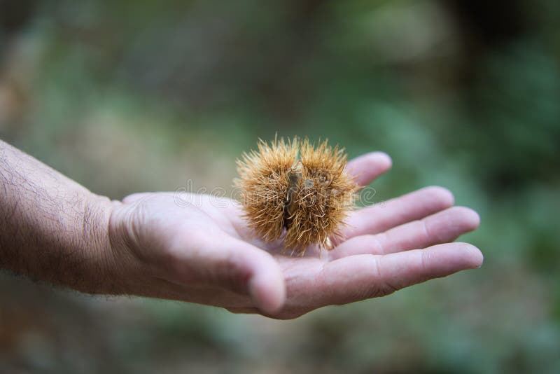 Detail of a Man S Hand Holding a Chestnut in Its Spiked Shell in His ...