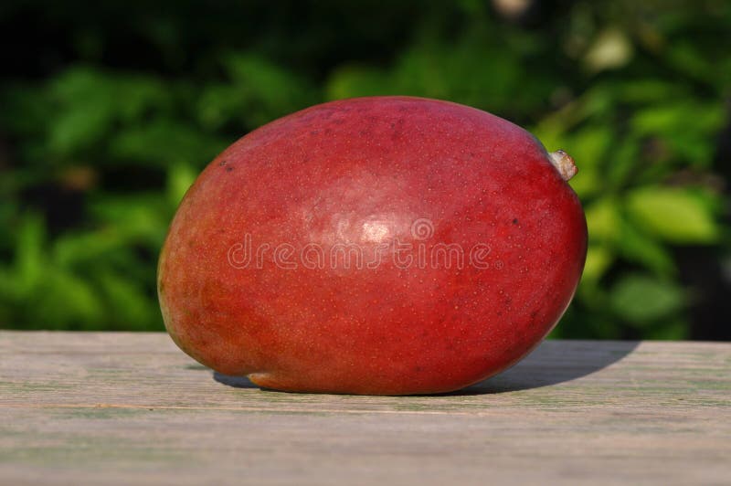 Mango stock photo. Image of detail, table, vintage, gourmet - 116964210