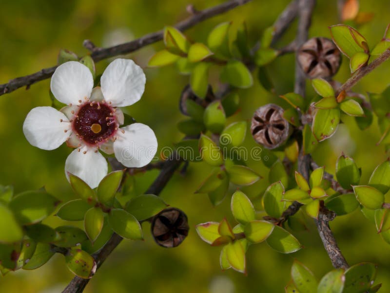 Detail of manuka flower stock photo. Image of manuka - 22477884
