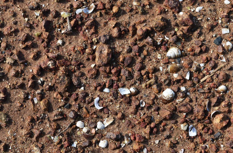Many Broken Shell on Brown Soil Ground Stock Photo - Image of nature ...
